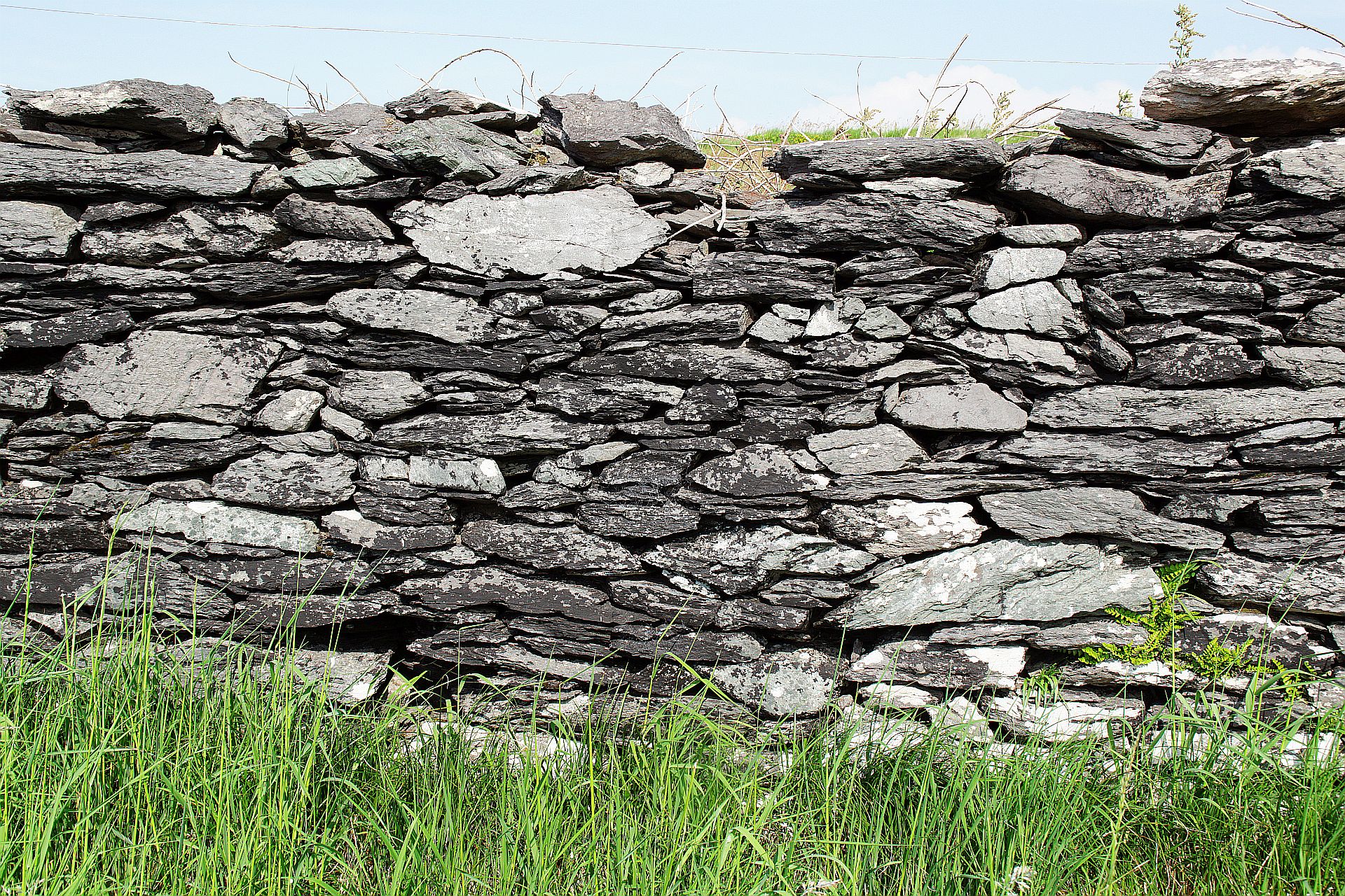 Valentia Schiefer – blütenstil